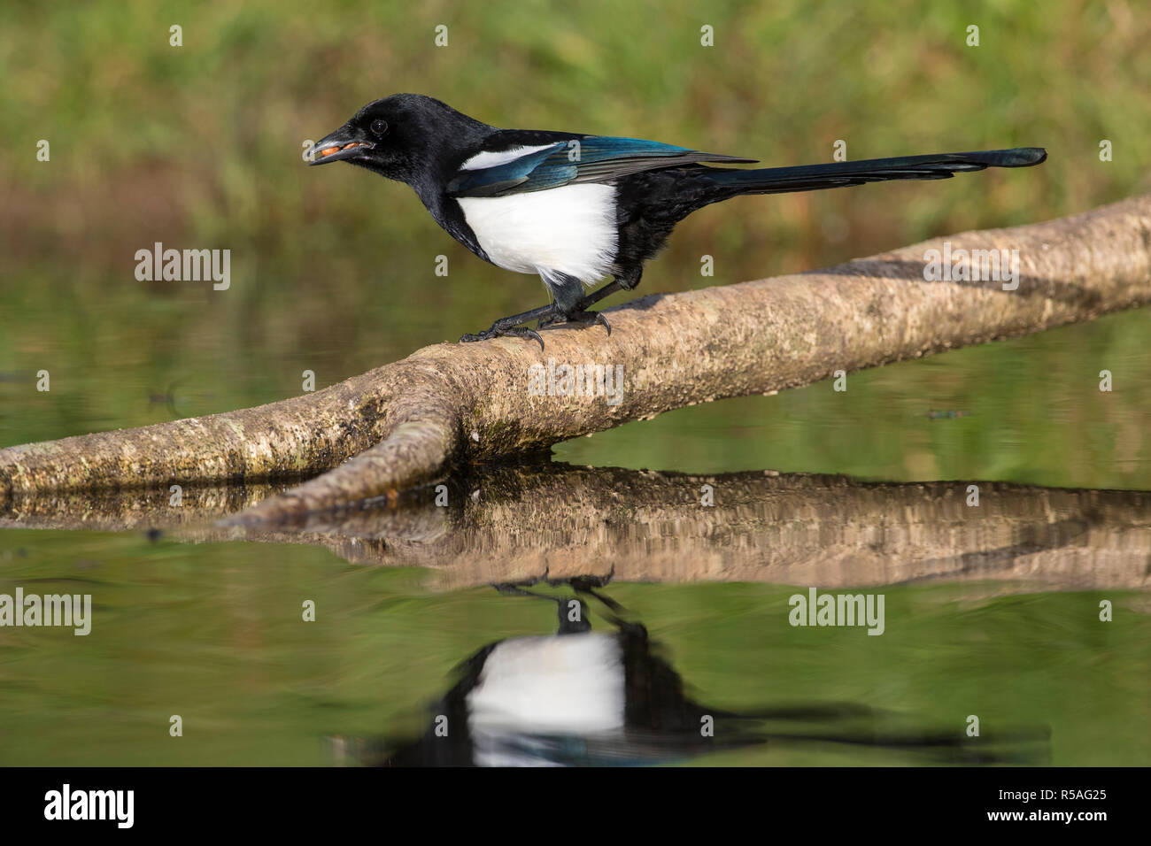 Wing nuts hi-res stock photography and images - Alamy