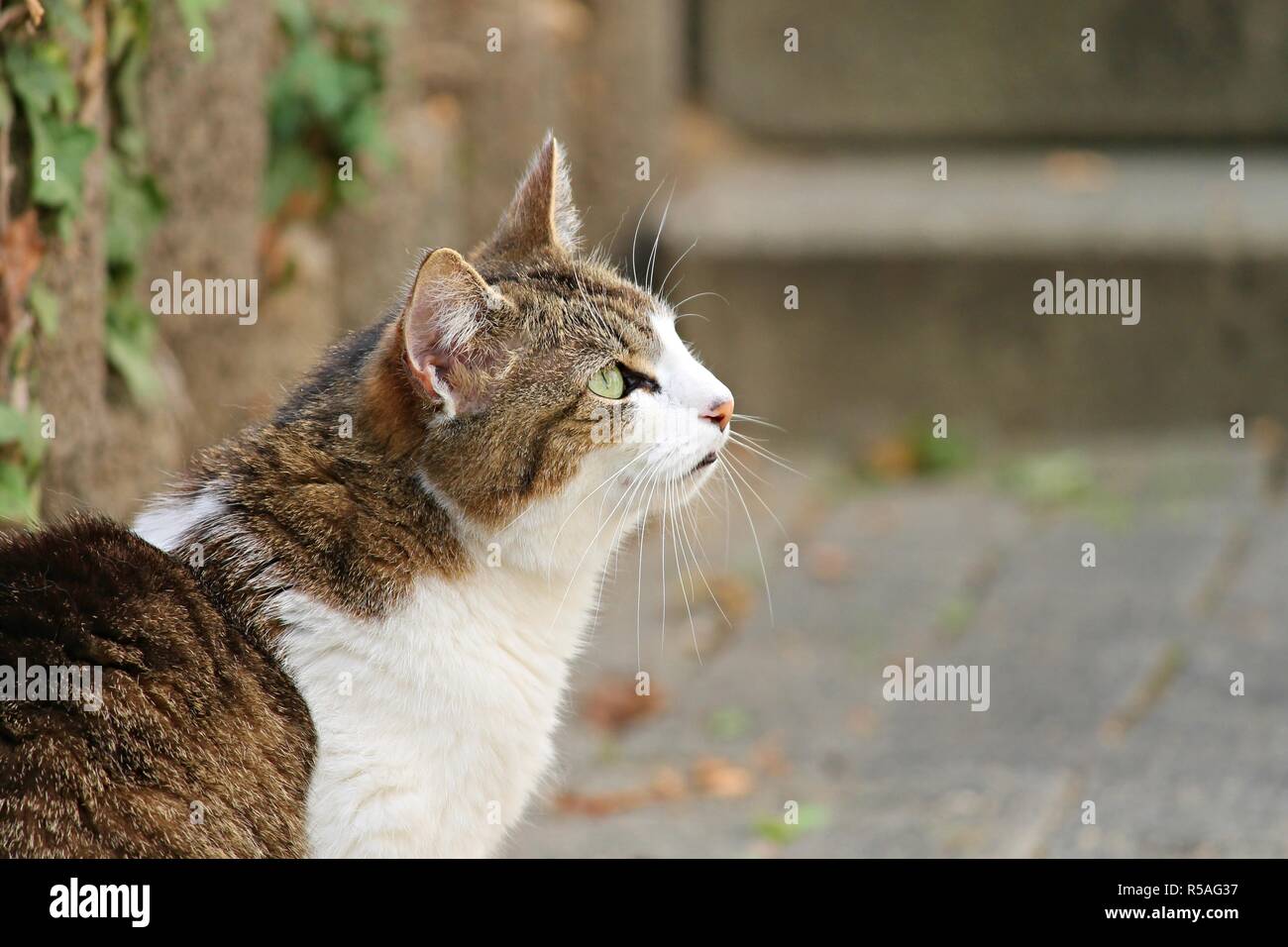 domestic cat looking up Stock Photo - Alamy