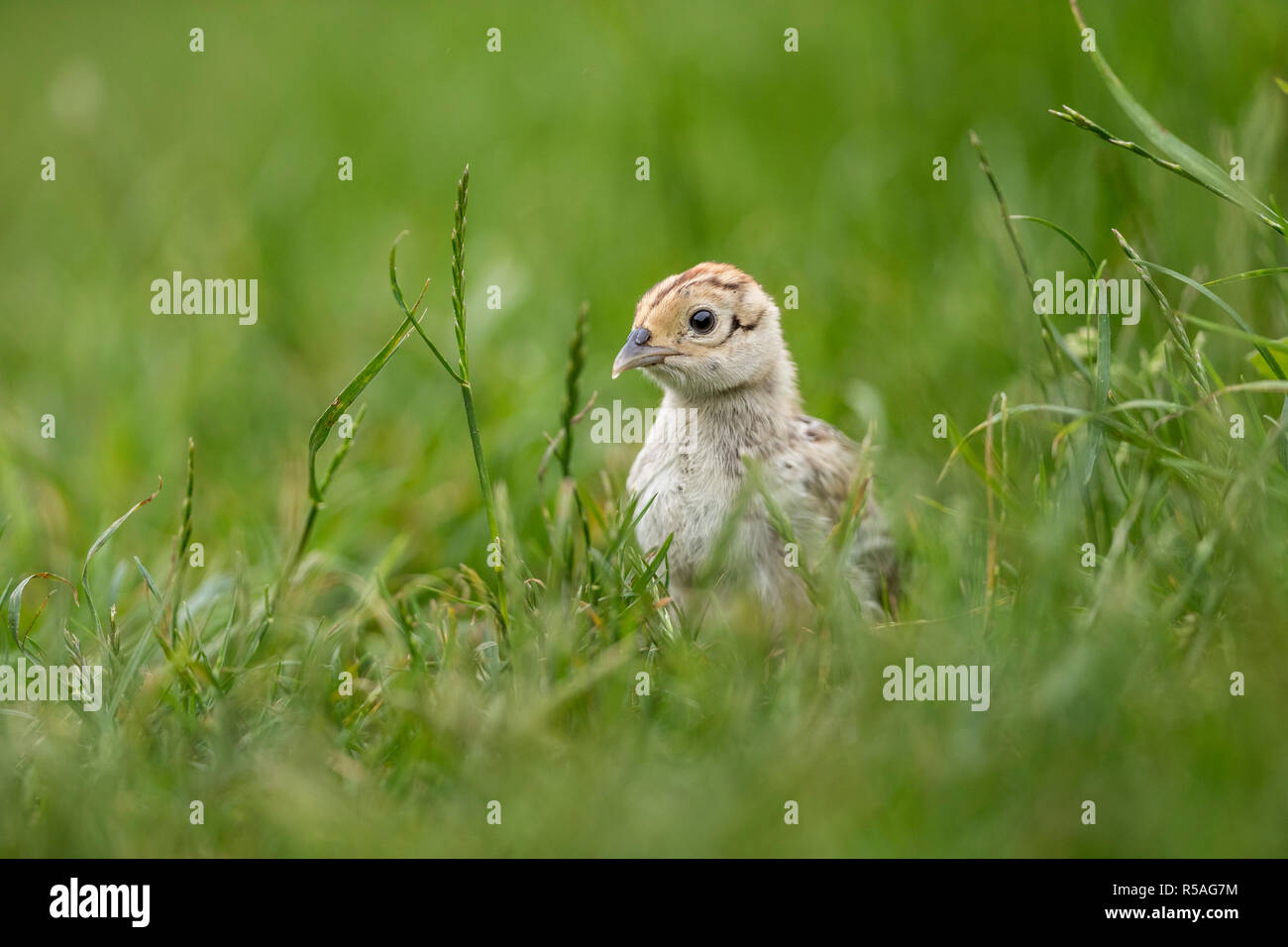 Young pheasant hi-res stock photography and images - Alamy