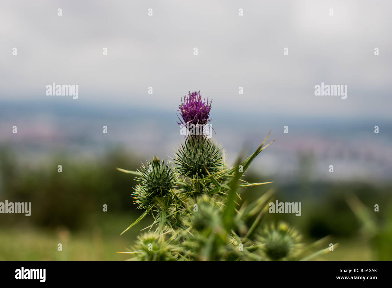 Just a photograph of a cirsium sp Stock Photo - Alamy