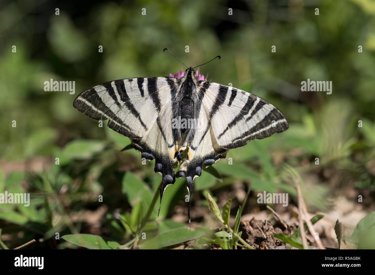 Scarce Swallowtail ; Iphiclides podalirius Hungary Stock Photo - Alamy