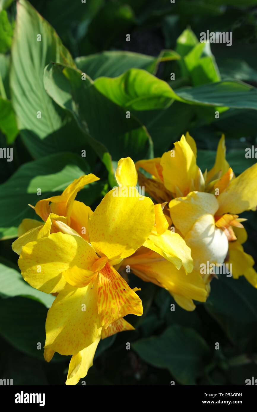 Yellow canna hi-res stock photography and images - Alamy