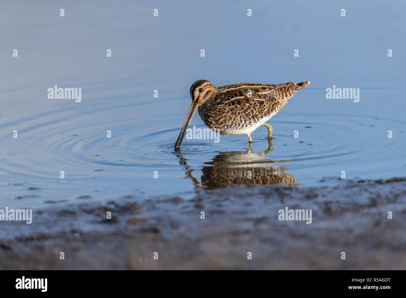 Snipe;Gallinago gallinago Single Wading Isles of Scilly; UK Stock Photo ...
