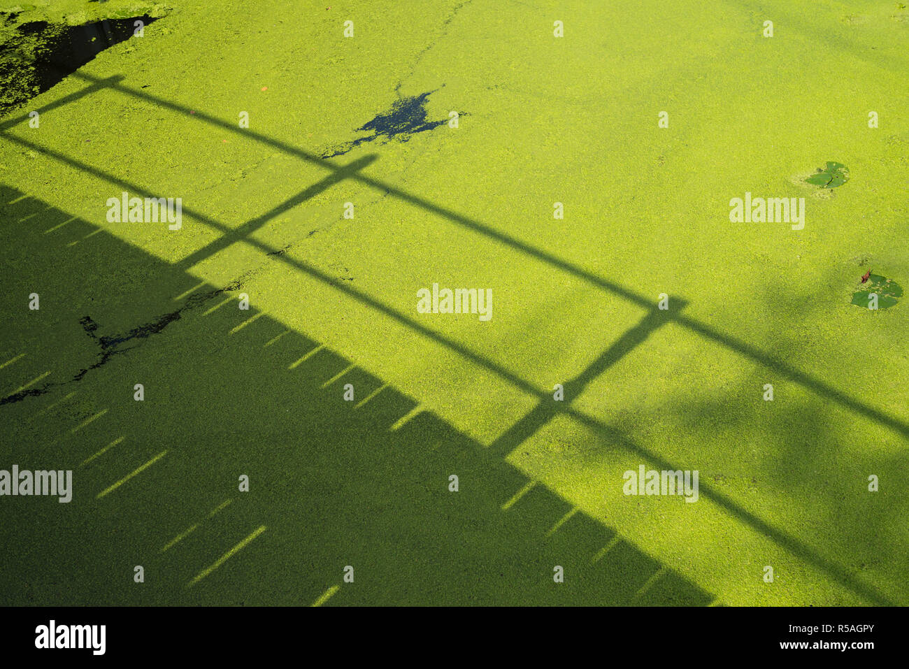 Duckweed under bridge hi-res stock photography and images - Alamy