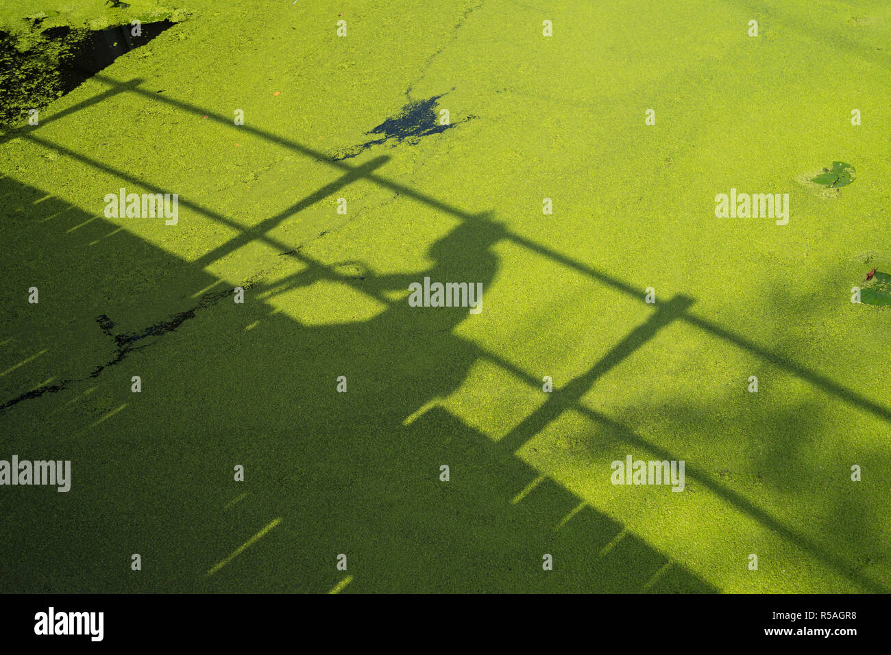 Duckweed under bridge hi-res stock photography and images - Alamy