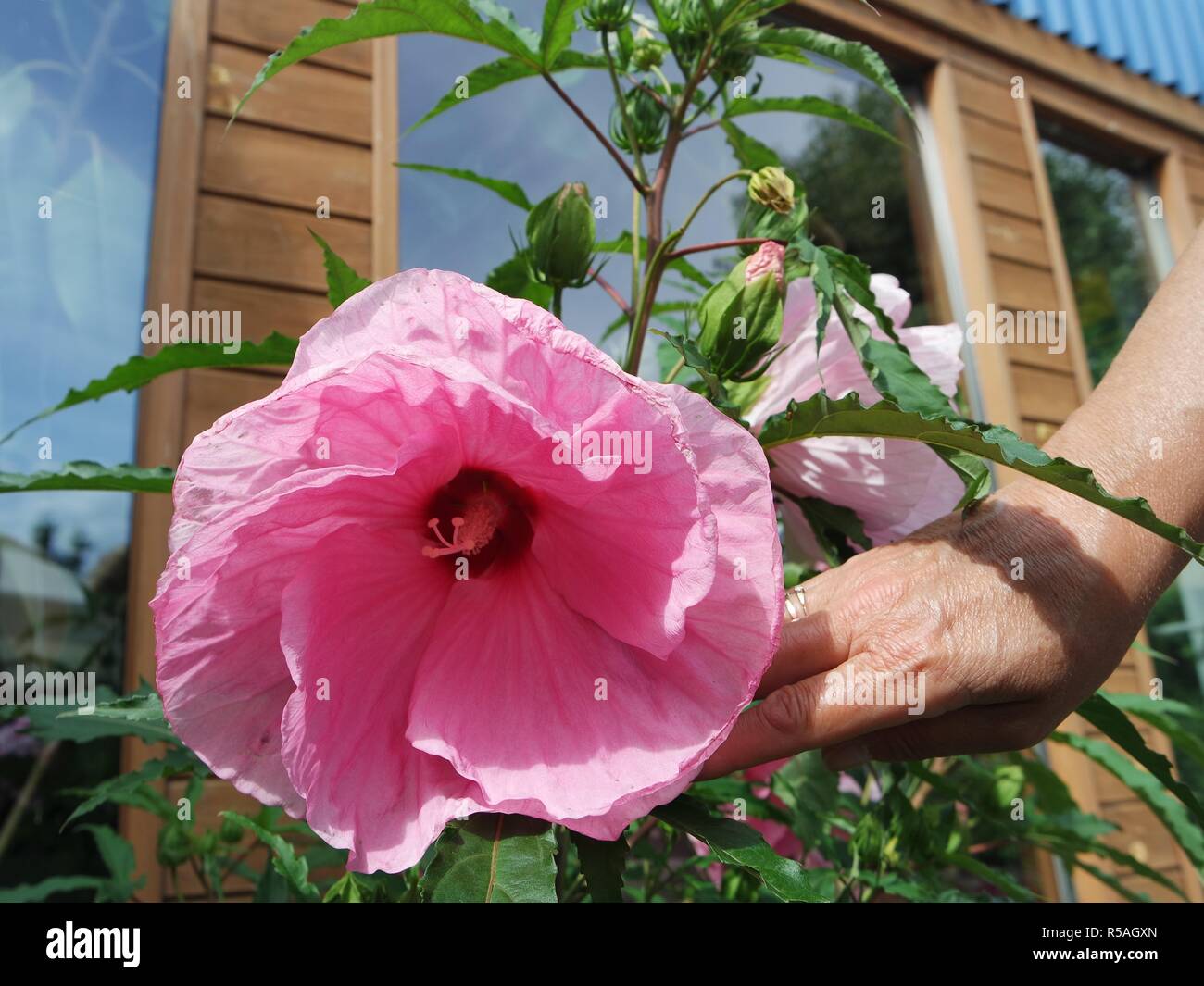 big hibiscus flower Stock Photo - Alamy