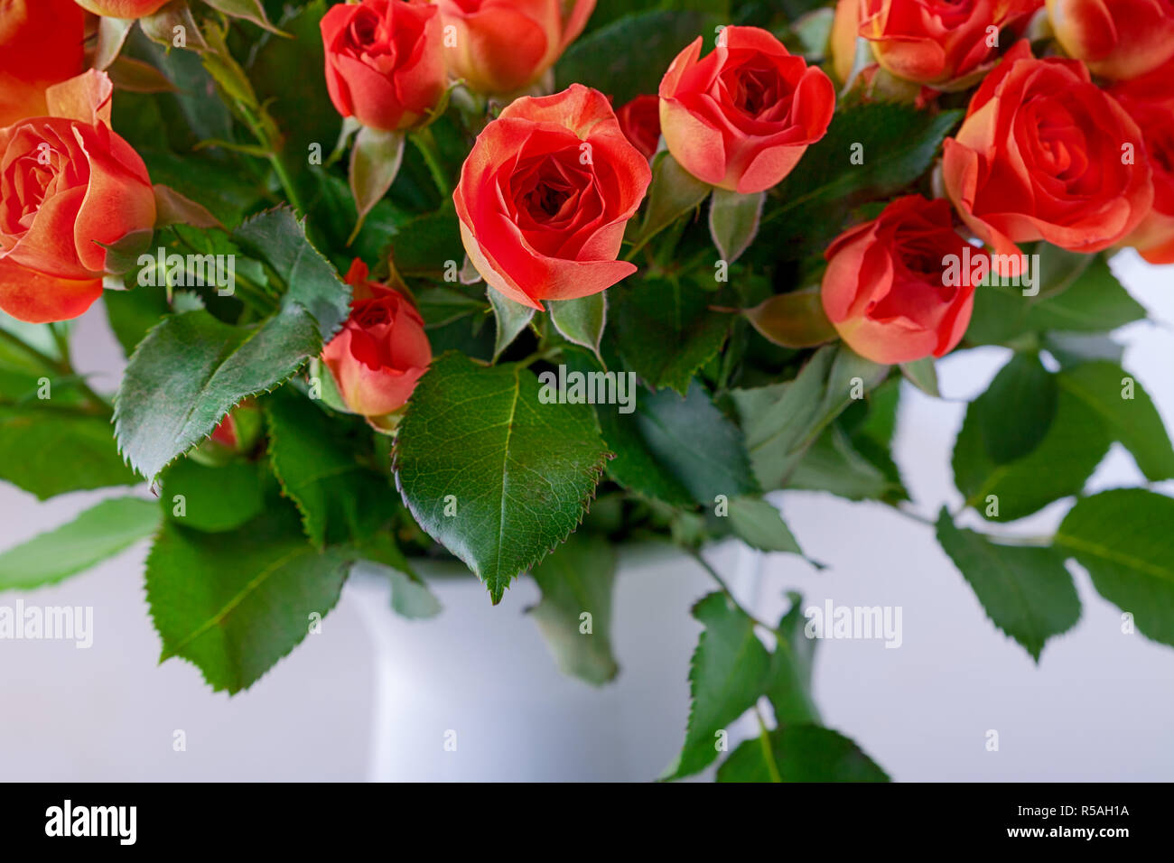 Blowing roses hi-res stock photography and images - Alamy
