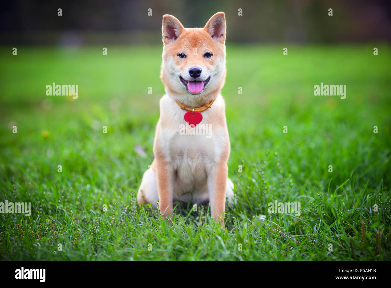 Shiba inu cut hi-res stock photography and images - Alamy