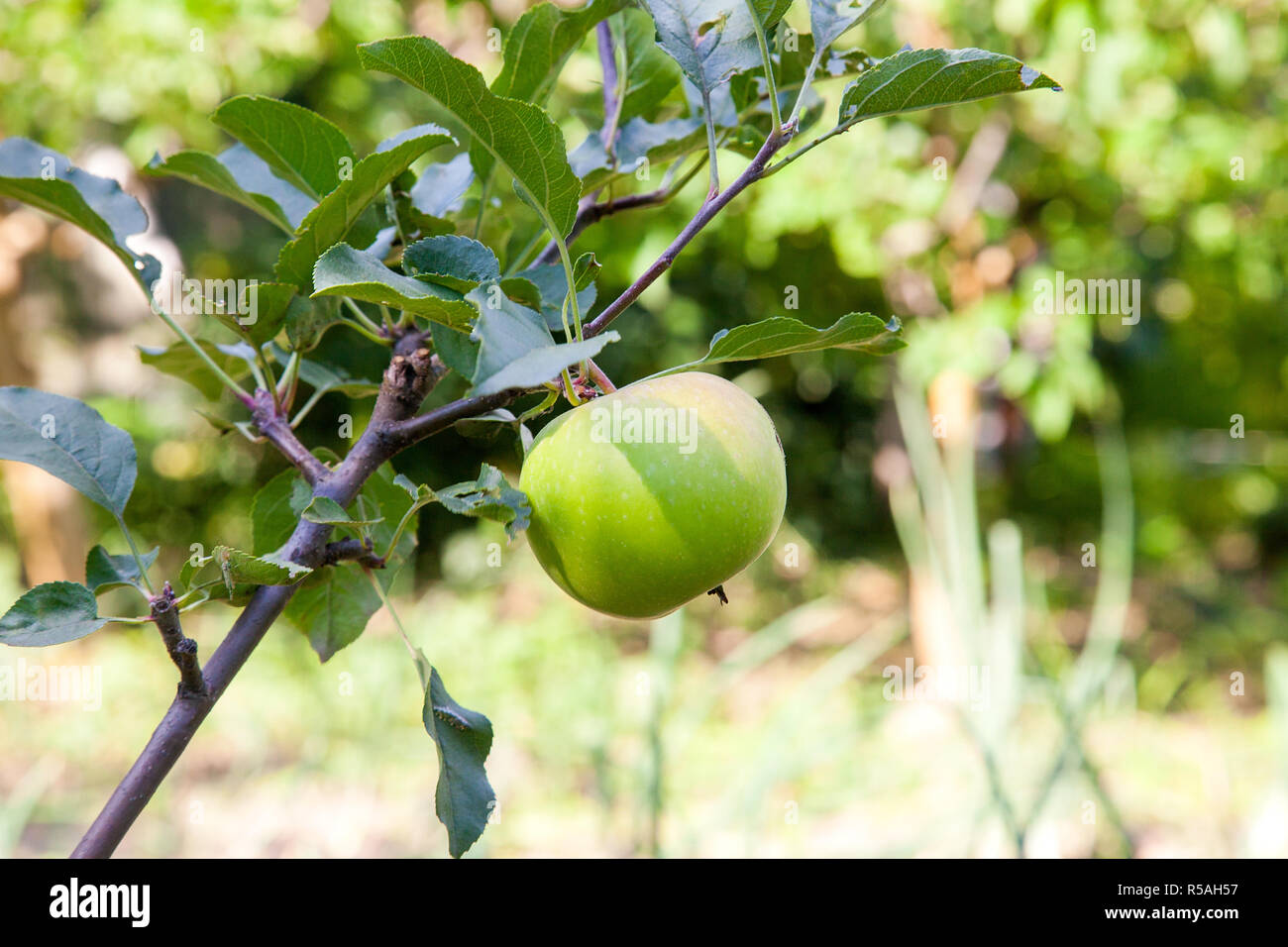 Close up view of the tree branch with organic apple on branch, fruits ...