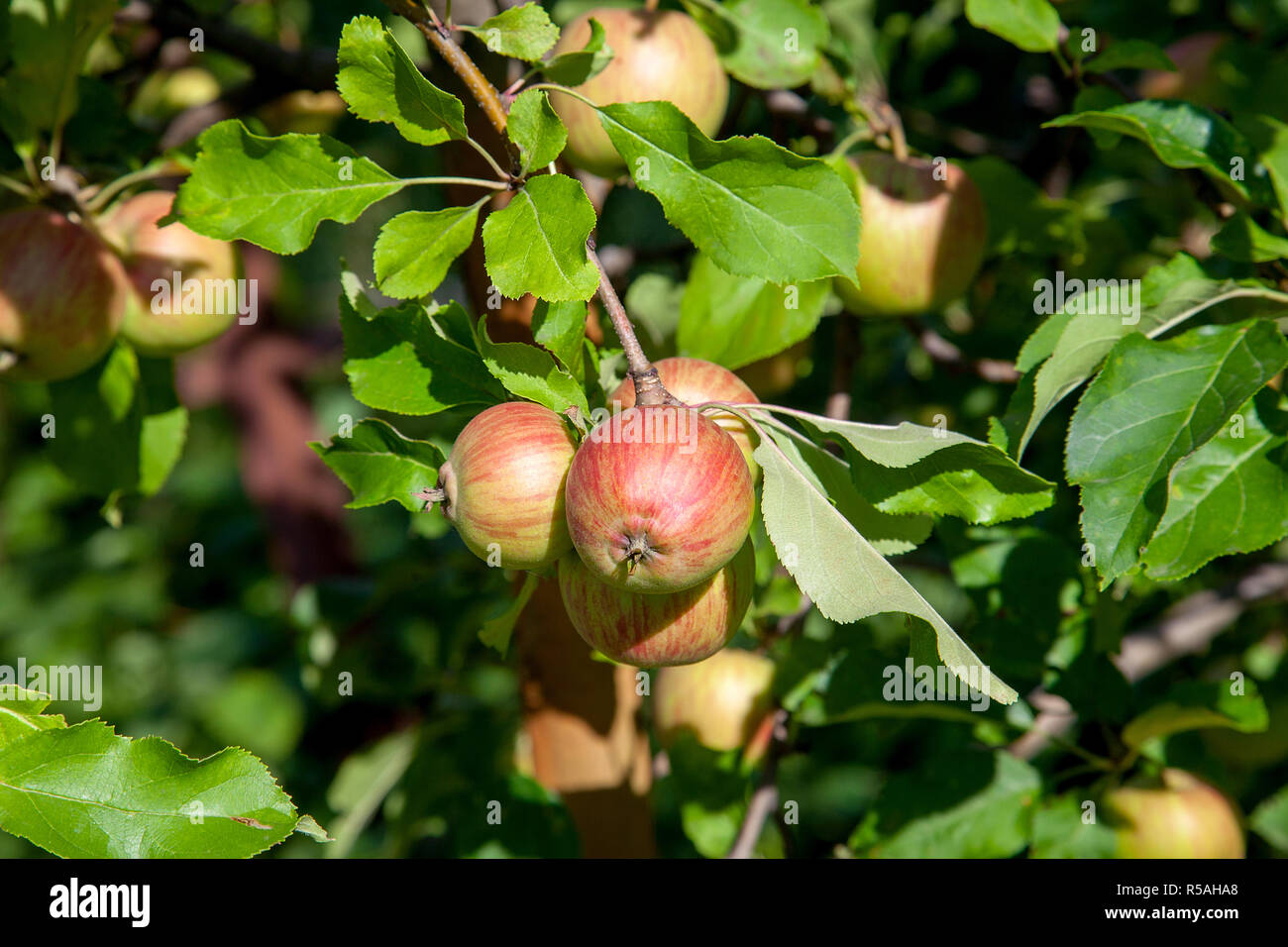 Close up view of the tree branch with organic apple on branch, fruits ...