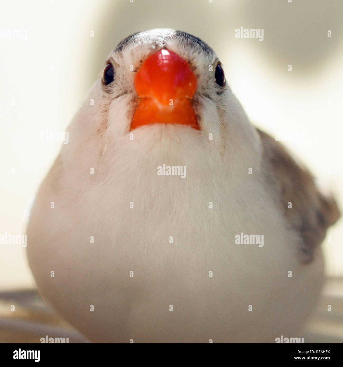 Pet finch hi-res stock photography and images - Alamy
