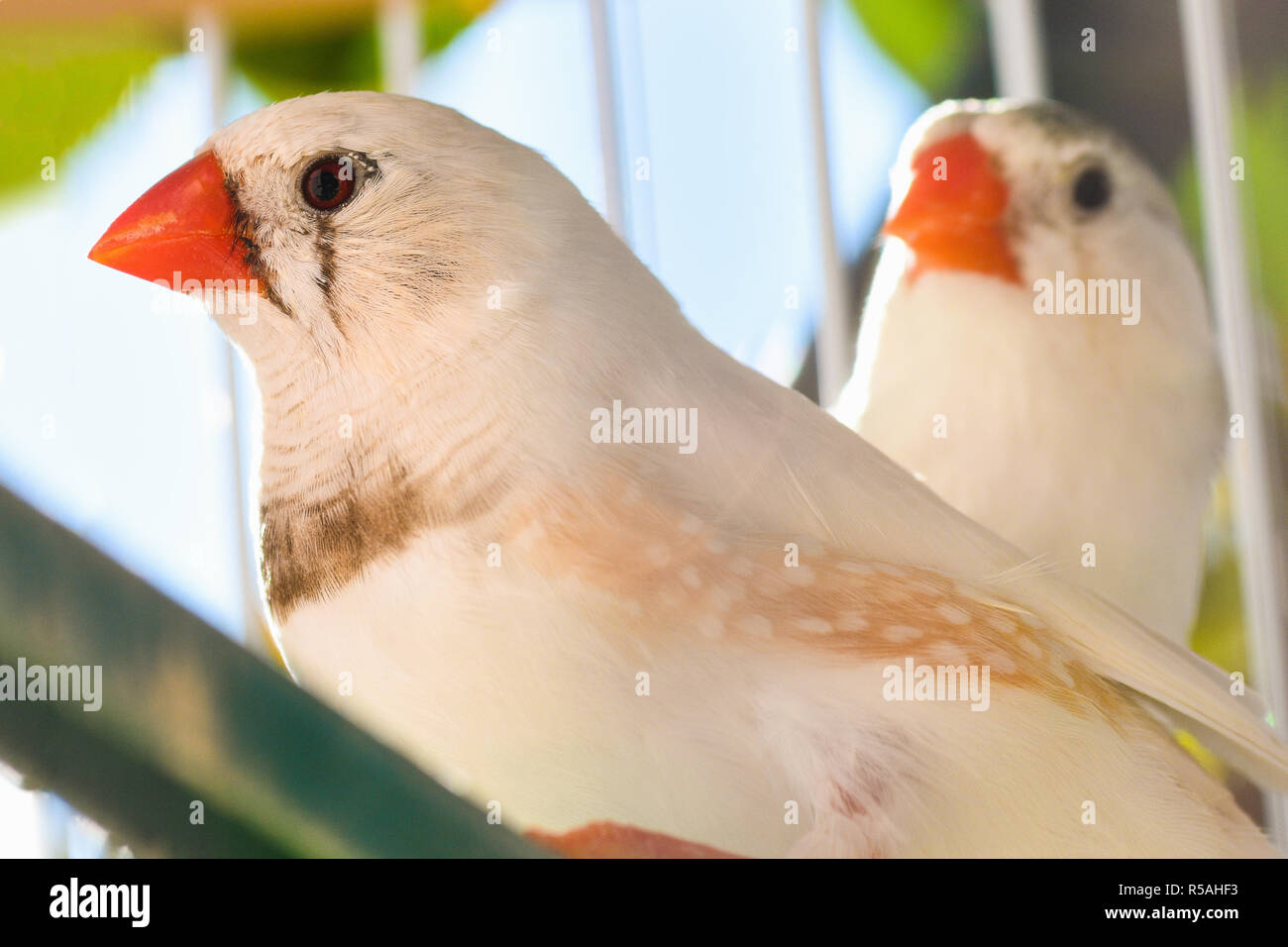 two finches in cage Stock Photo - Alamy