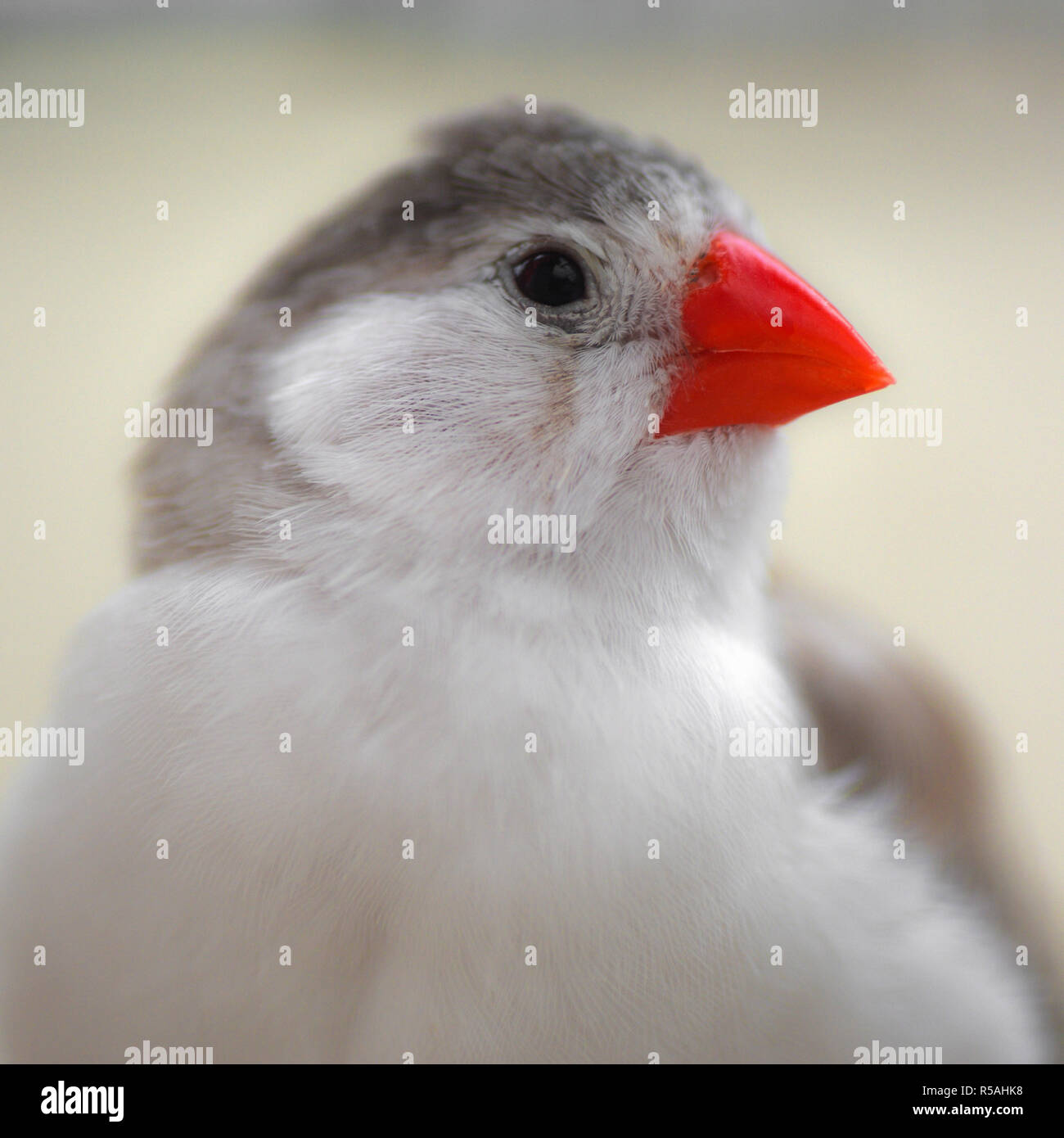 little finch portrait Stock Photo - Alamy