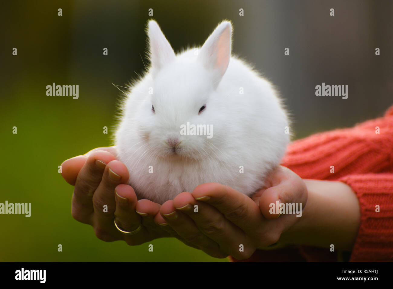 cute white bunny Stock Photo - Alamy