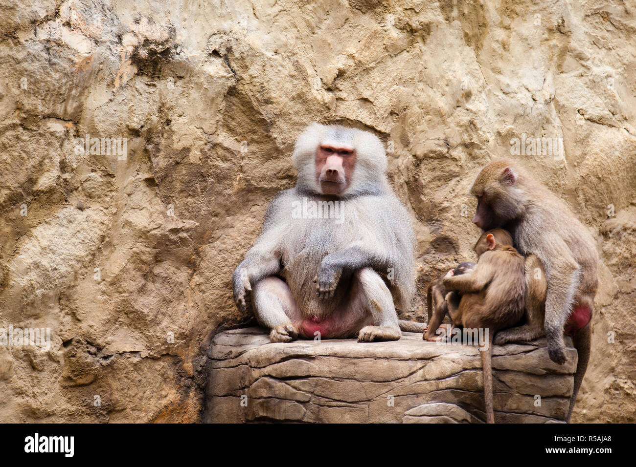 Baboons family (hamadryas baboon) in captivity Stock Photo - Alamy