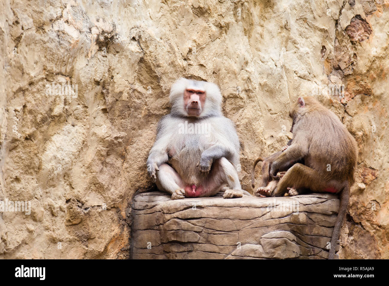Hamadryas baboons young male hi-res stock photography and images - Alamy