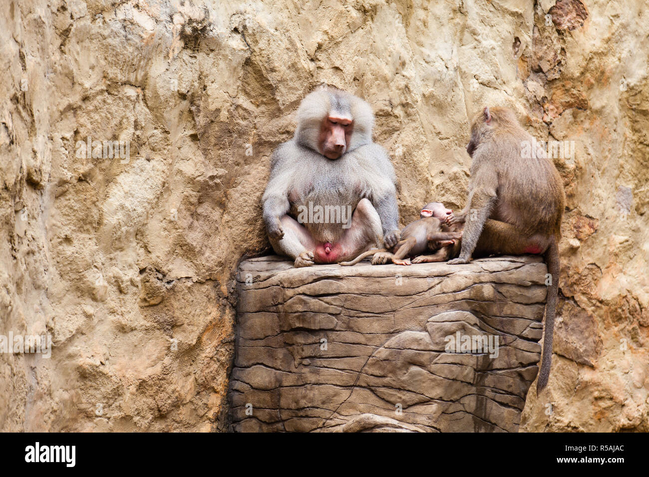 Baboon infants hi-res stock photography and images - Alamy