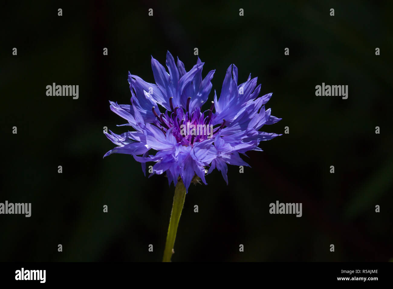 Cornflower in Sunlight Stock Photo - Alamy