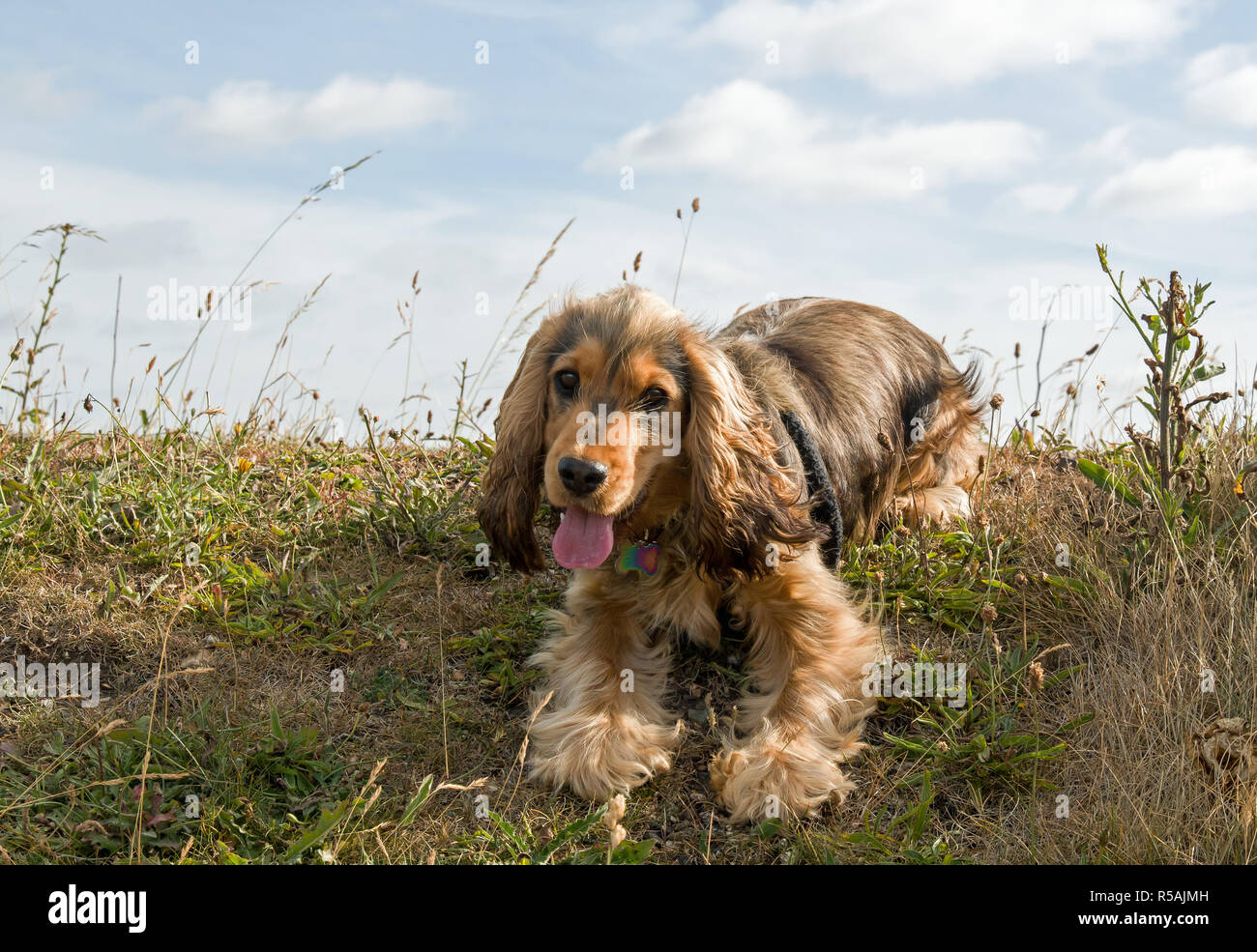English show cocker spaniel hi-res stock photography and images - Alamy
