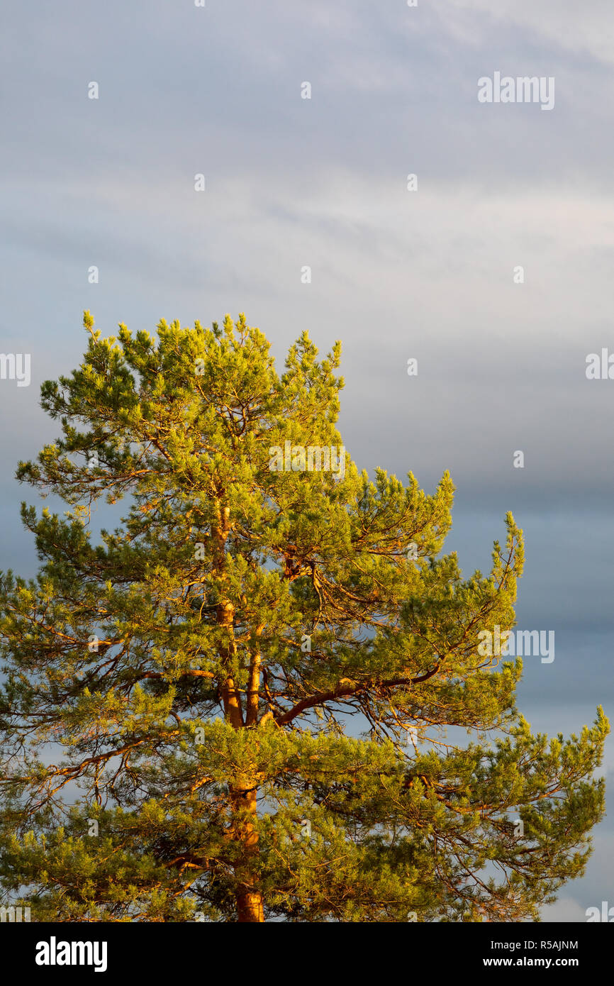 Pine treetop hi-res stock photography and images - Alamy