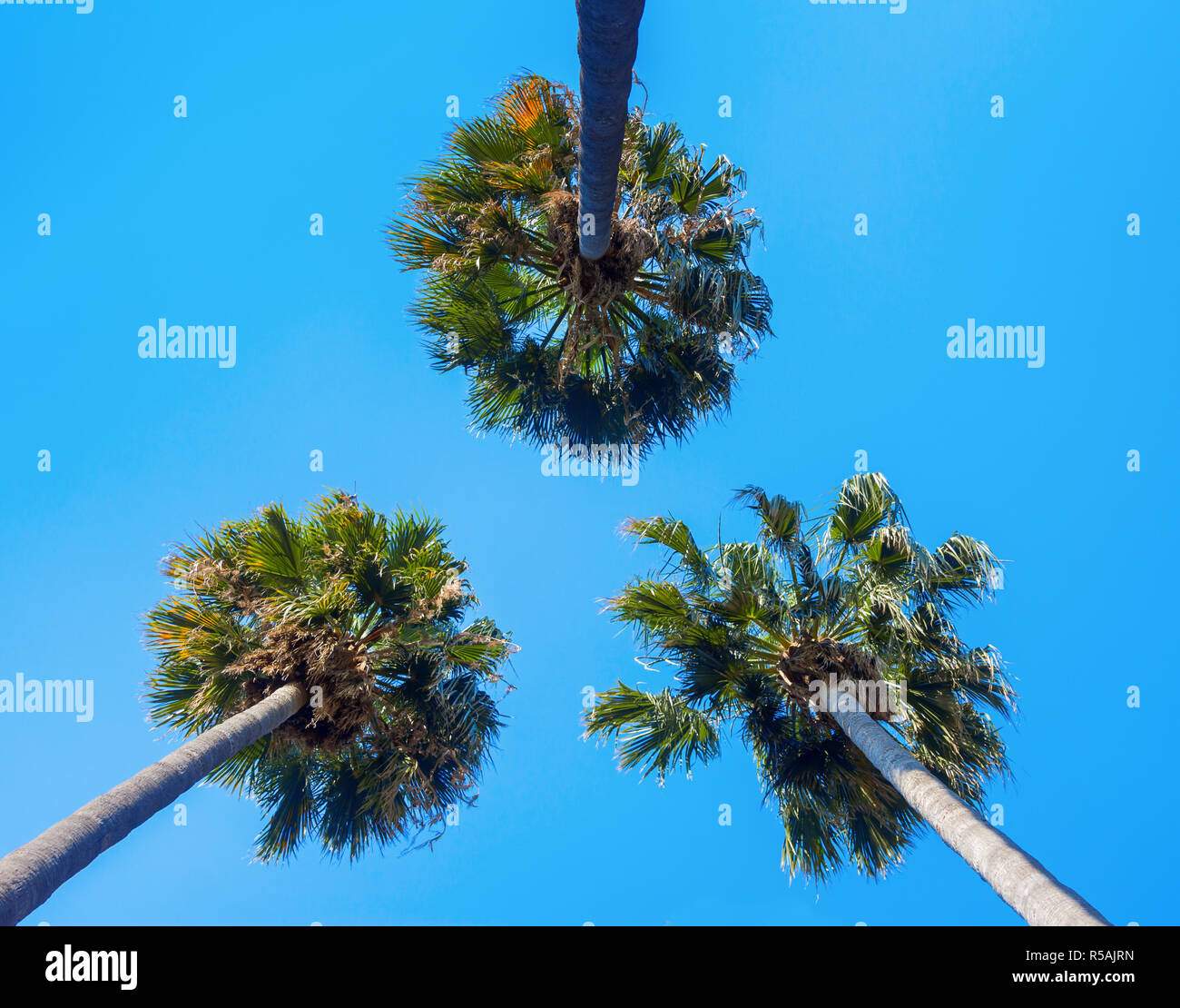 Palms backdrop on sun hi-res stock photography and images - Alamy