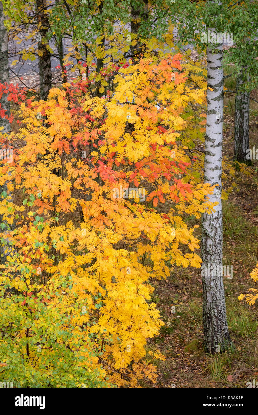 Rowan leaves yellow hi-res stock photography and images - Alamy