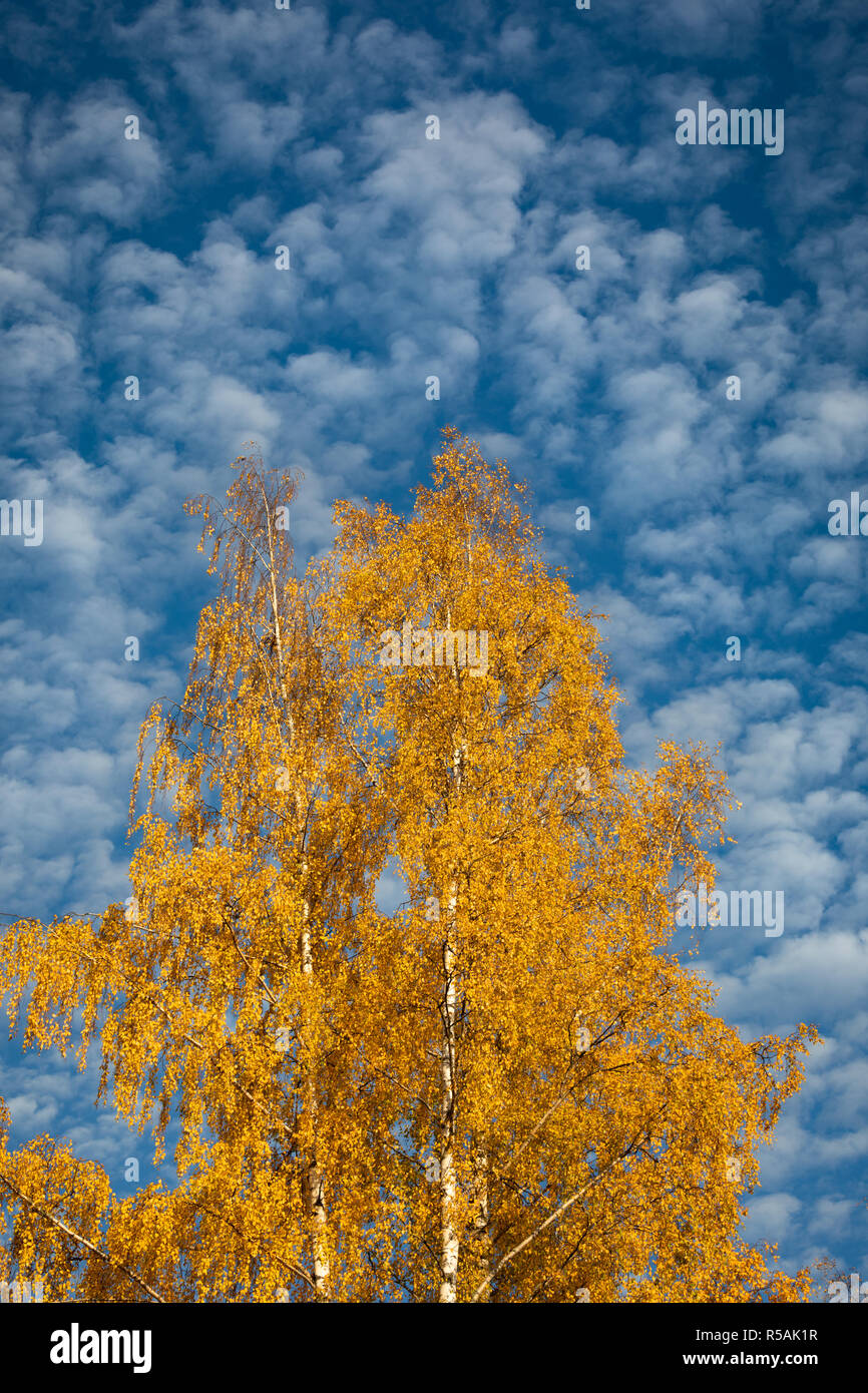 Yellow birch tree against cirrocumulus clouds sky Stock Photo - Alamy