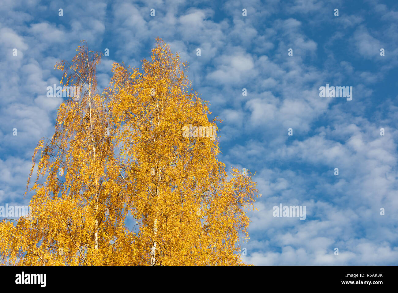 Yellow birch tree against cirrocumulus clouds sky Stock Photo - Alamy