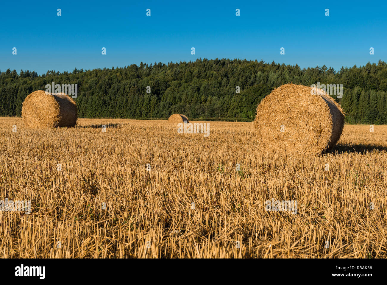 Alpine straw hi-res stock photography and images - Alamy
