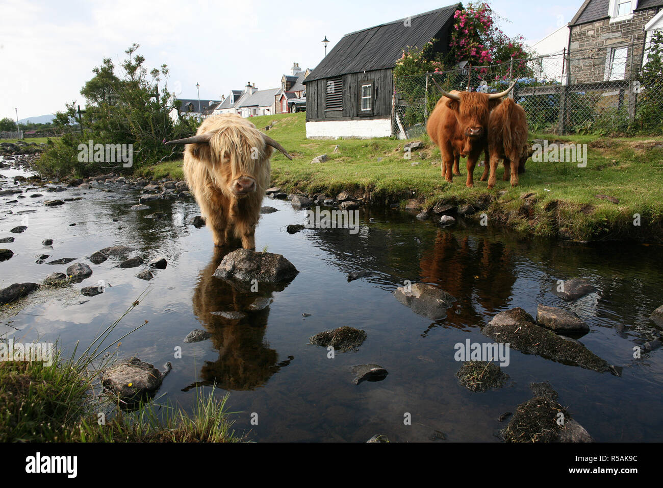 Highland cattle uk hi-res stock photography and images - Alamy