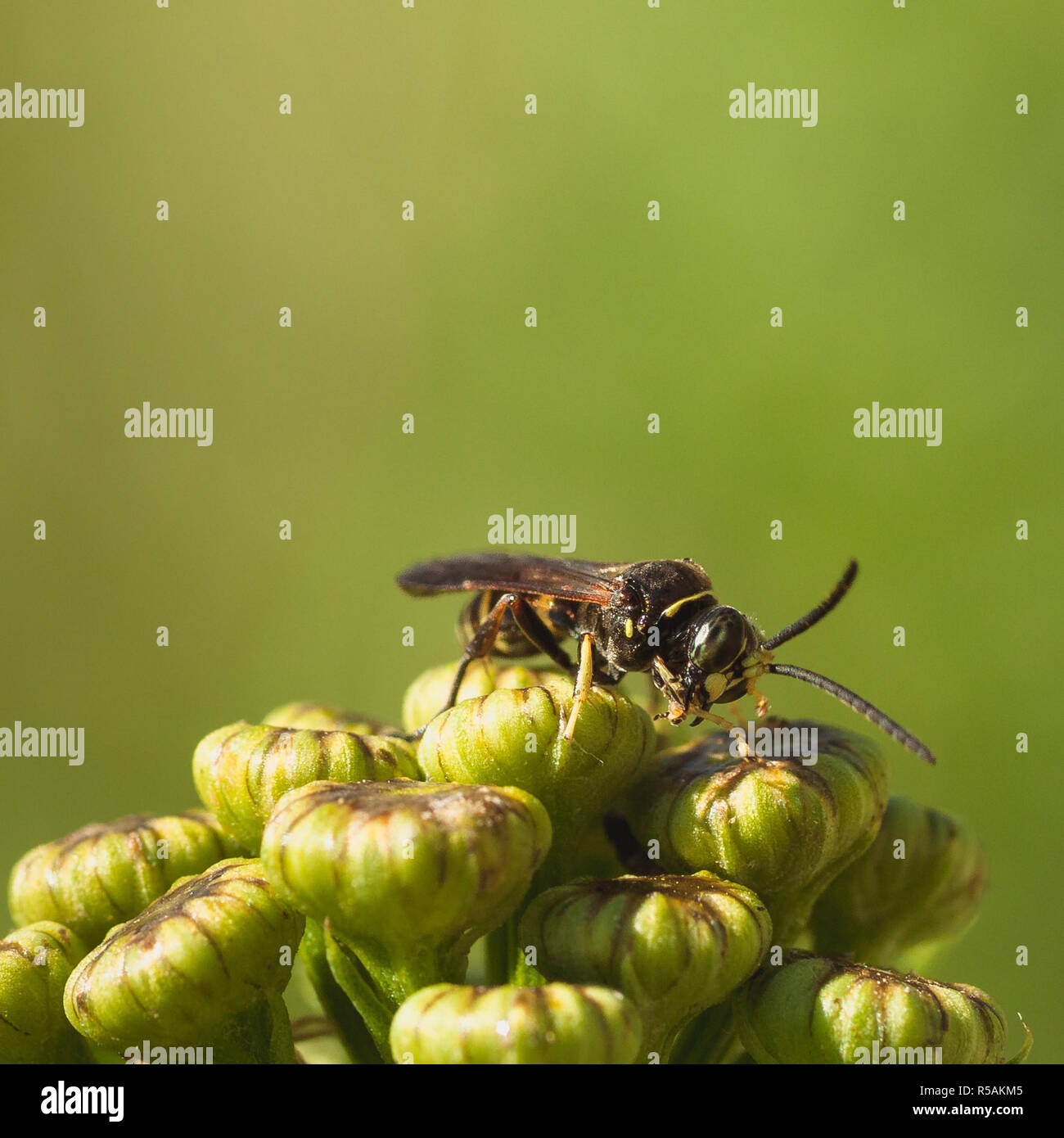 Wasp Eating a Bug Stock Photo - Alamy