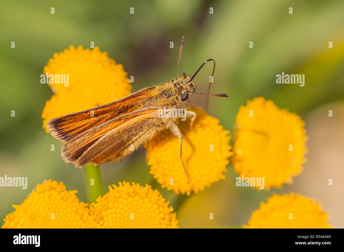 Top View of a European Skipper Stock Photo - Alamy
