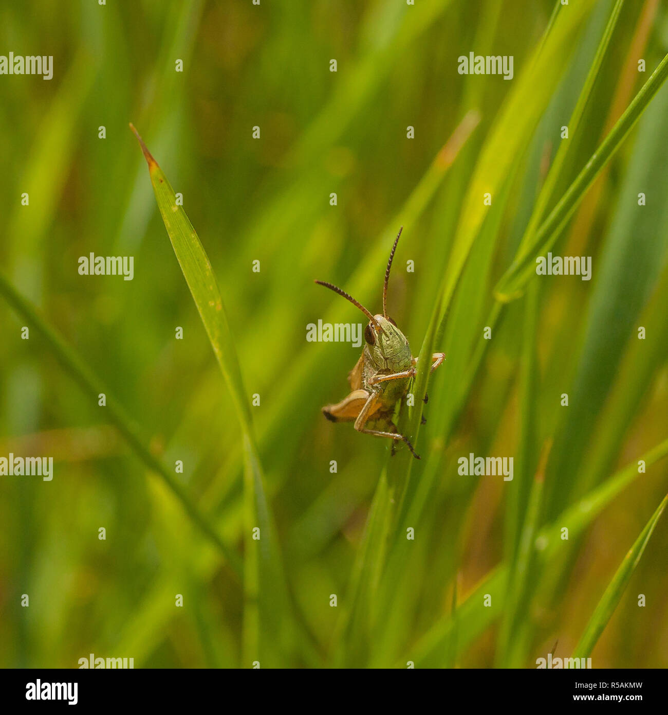 Face View of Grasshopper in Grass Stock Photo - Alamy