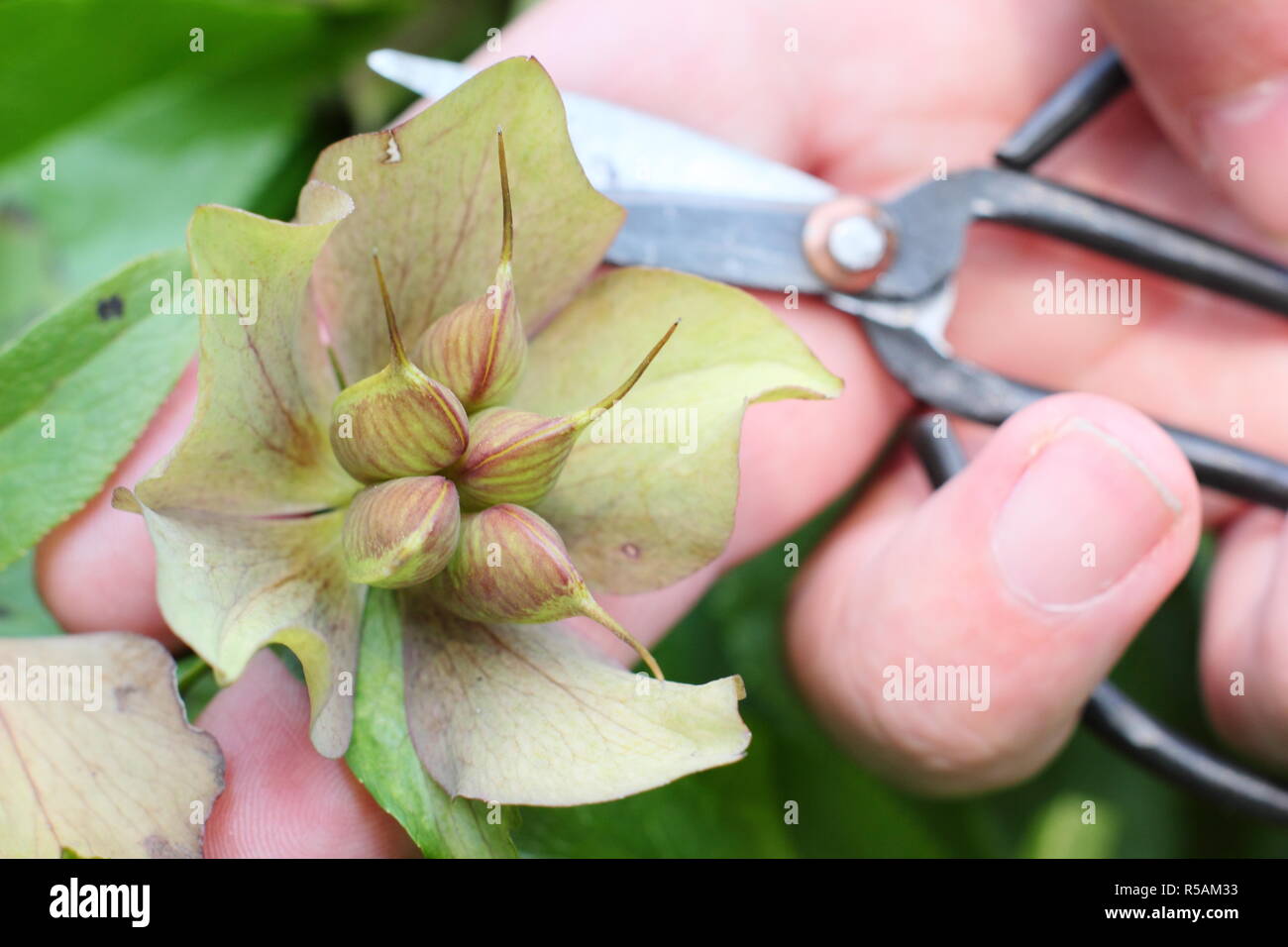 Helleborus hybridus. Checking hellebore seed pods for ripeness with a ...