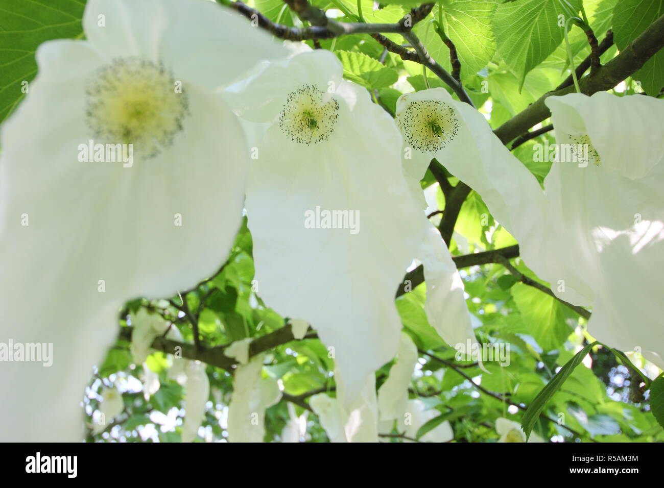 Davidia involucrata uk hi-res stock photography and images - Alamy