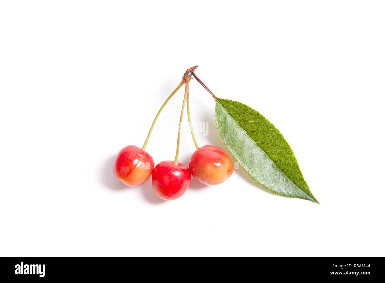 Berries of yellow sweet cherries with green leaf of cherry tree on ...