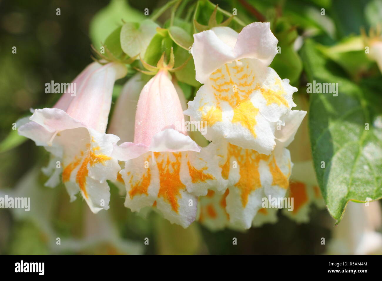 Dipelta yunnanensis uk hi-res stock photography and images - Alamy