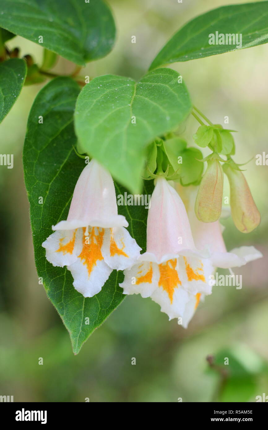 DIPELTA yunnanensis, a flowering deciduous shrub, in a spring garden ...