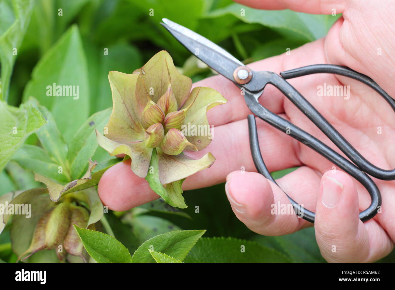 Seedhead helleborus hi-res stock photography and images - Alamy