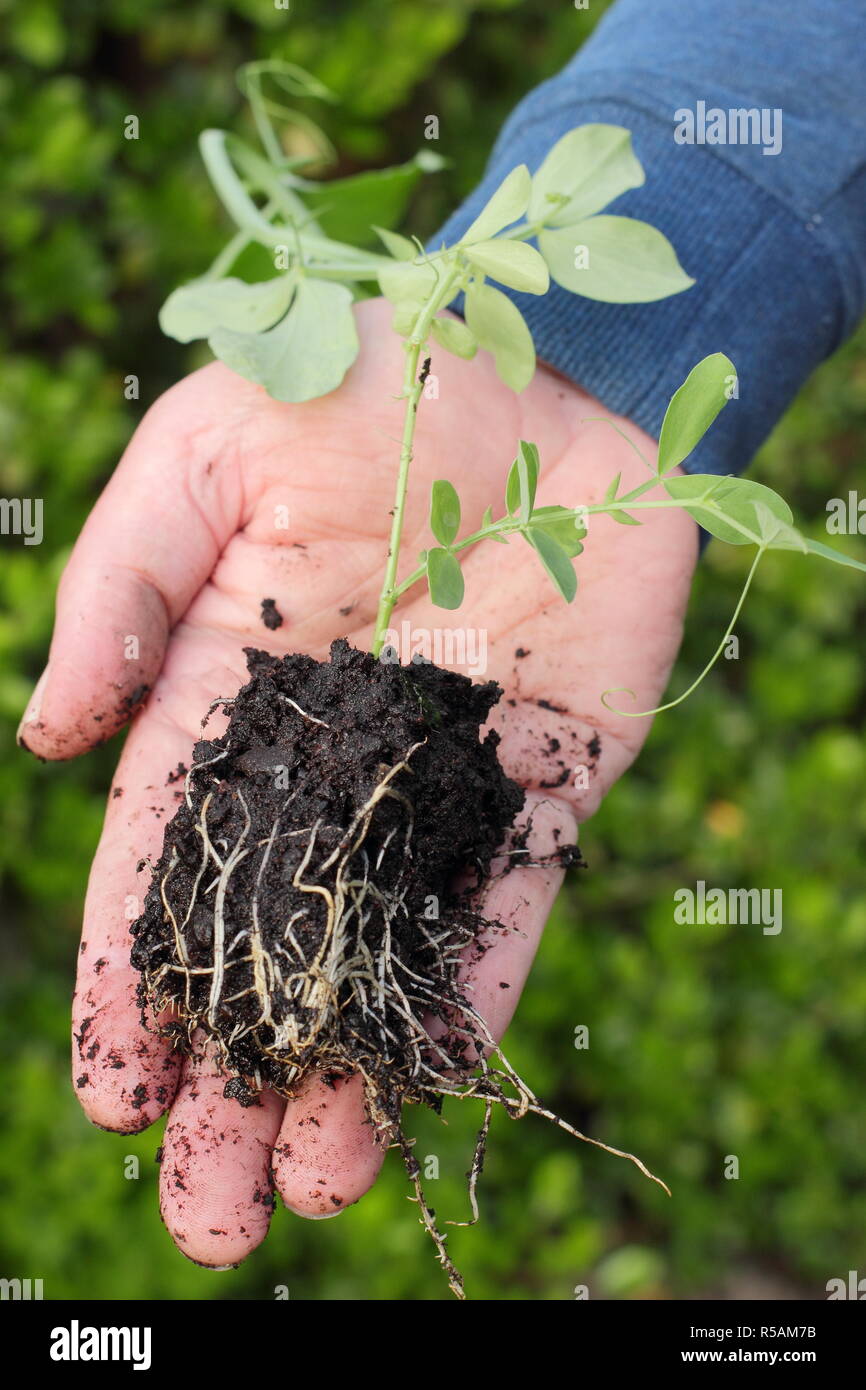 Plants with long roots hi-res stock photography and images - Alamy