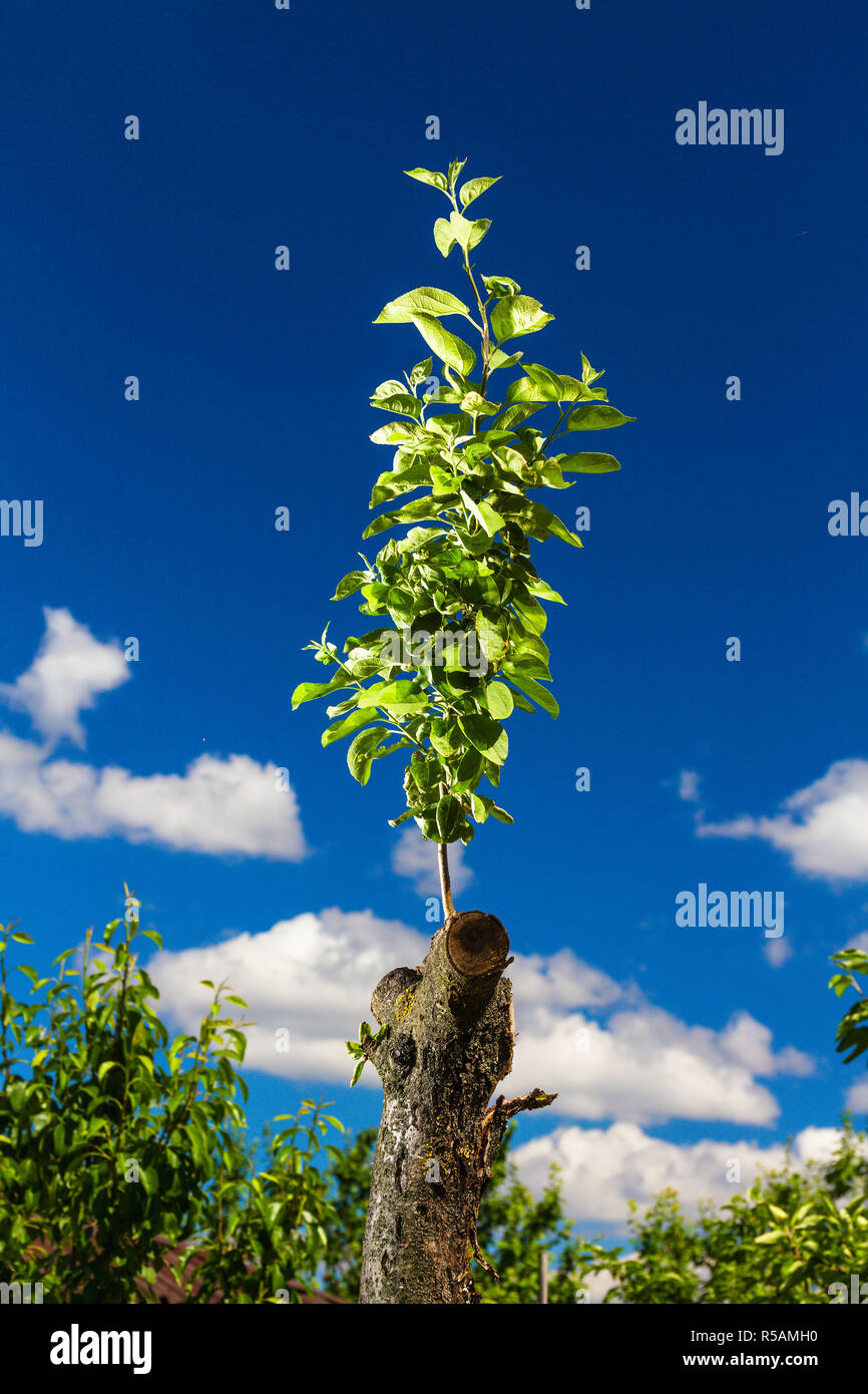 Revived apple tree Stock Photo - Alamy