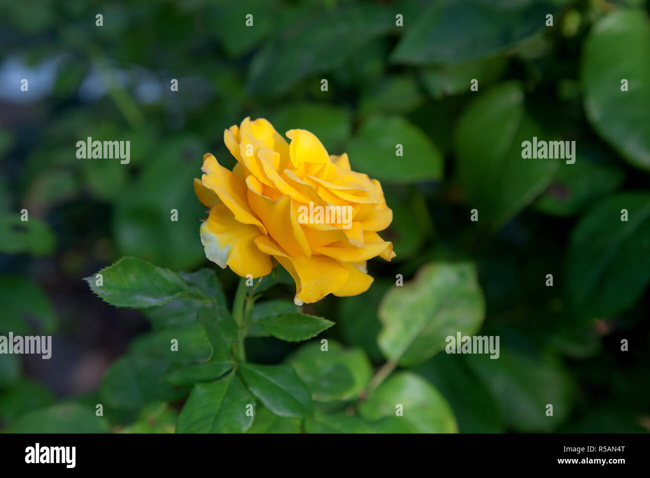 A bright yellow blossoming rose in the garden. Beautiful yellow rose ...