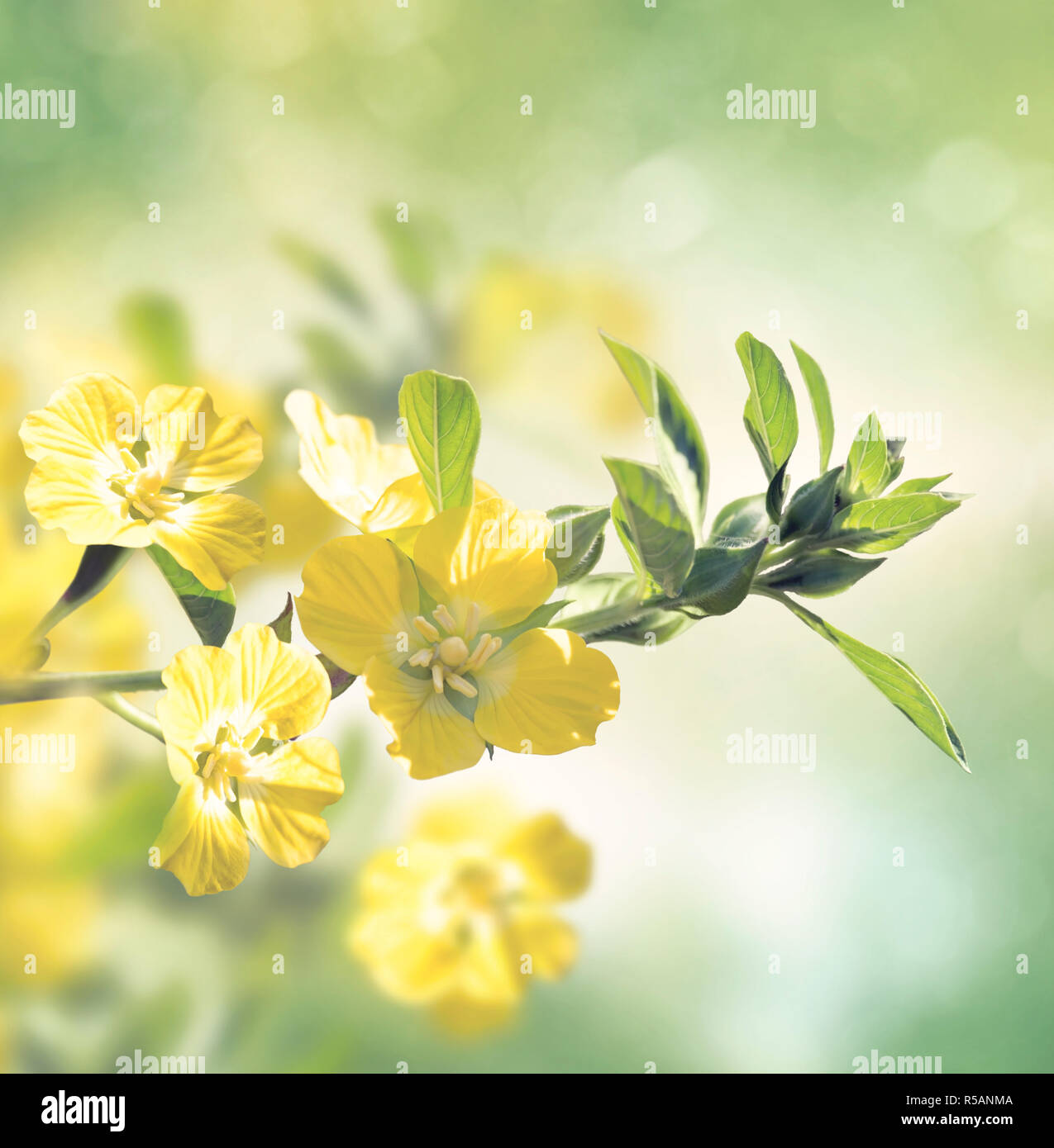 Primrose willow wild flowers hi-res stock photography and images - Alamy