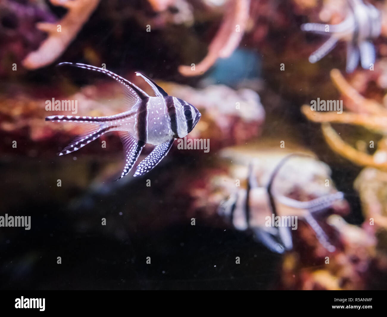 Banggai Cardinal fish, a endangered species that only lives in the ...