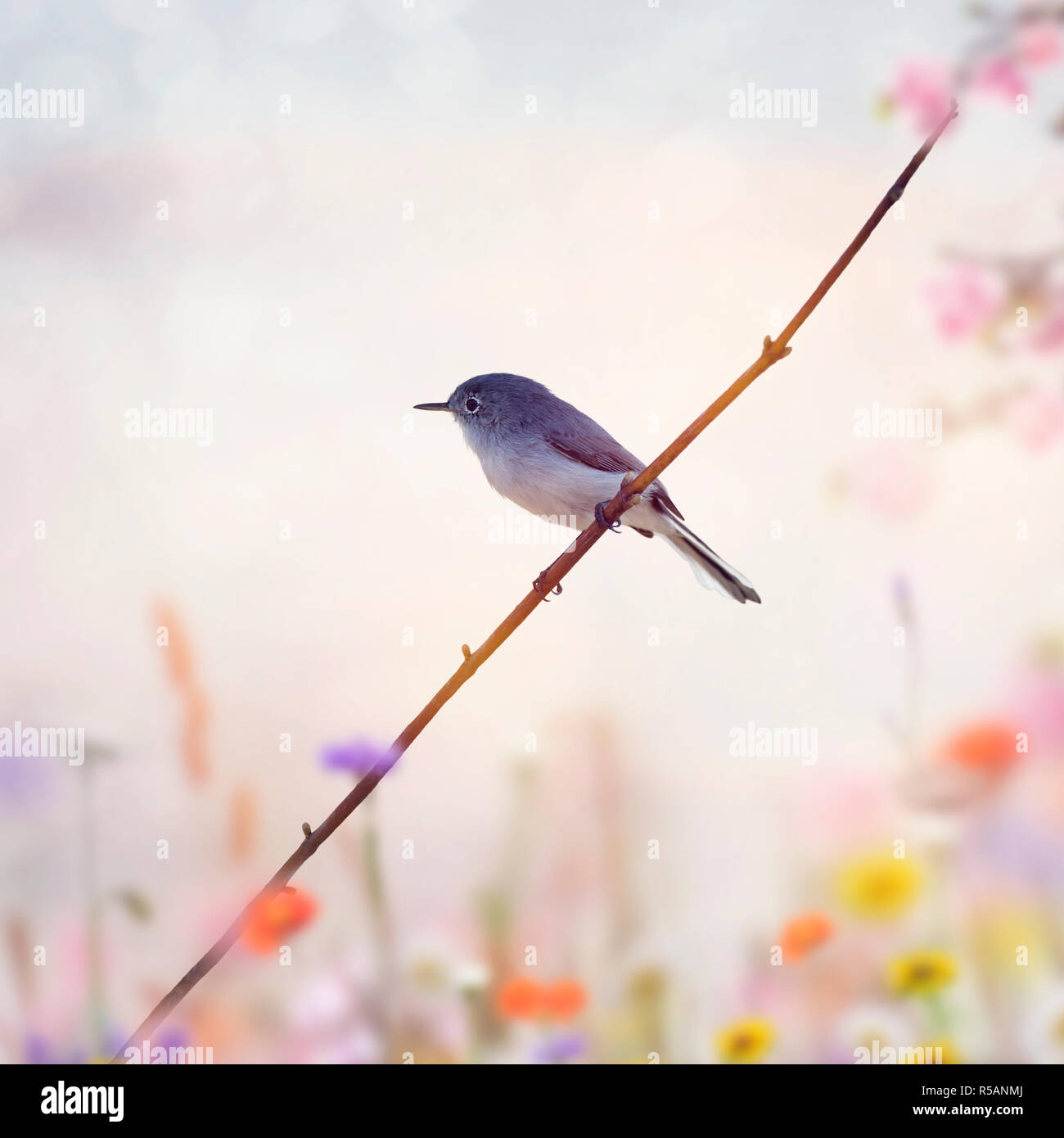 Grey gnatcatcher hi-res stock photography and images - Alamy