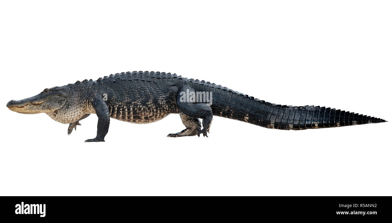 Large American Alligator Stock Photo - Alamy