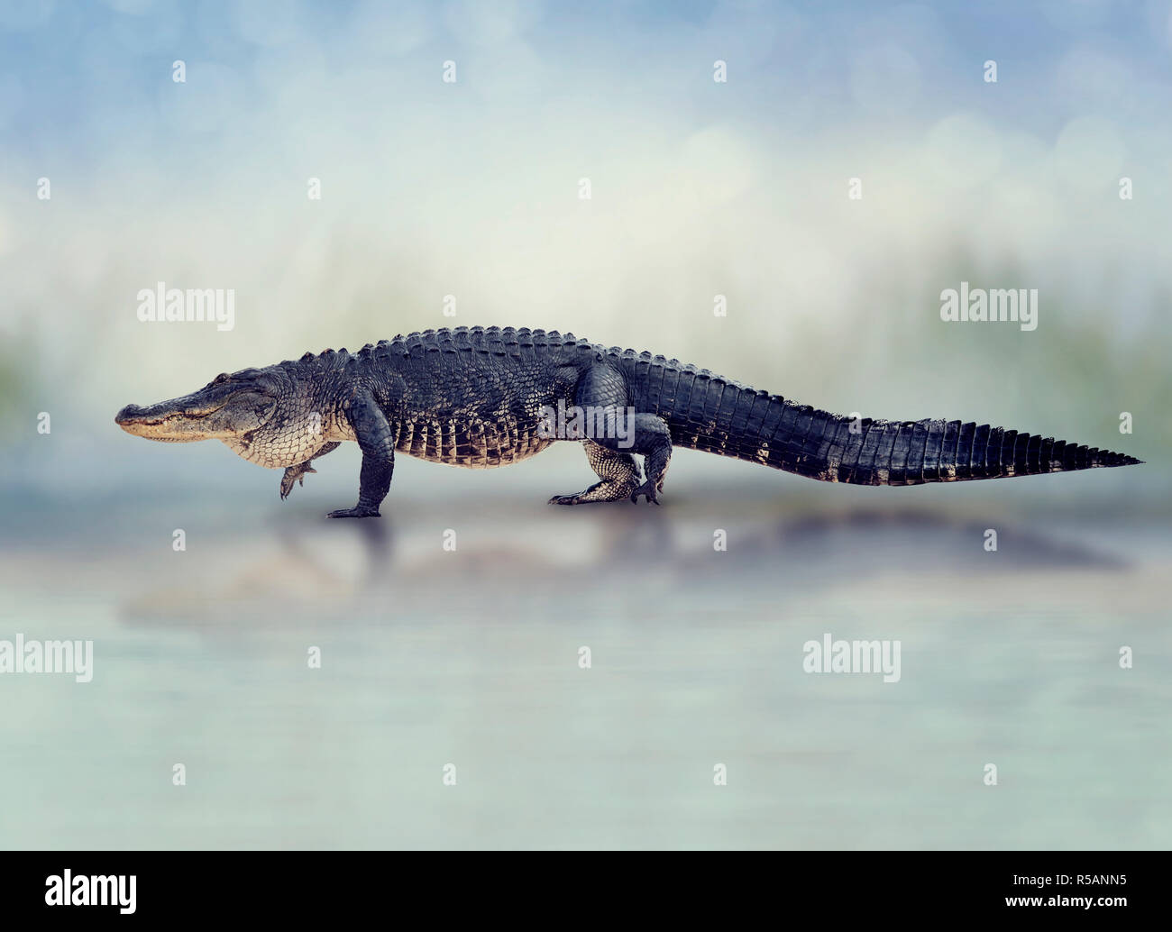 Large American Alligator walking Stock Photo - Alamy