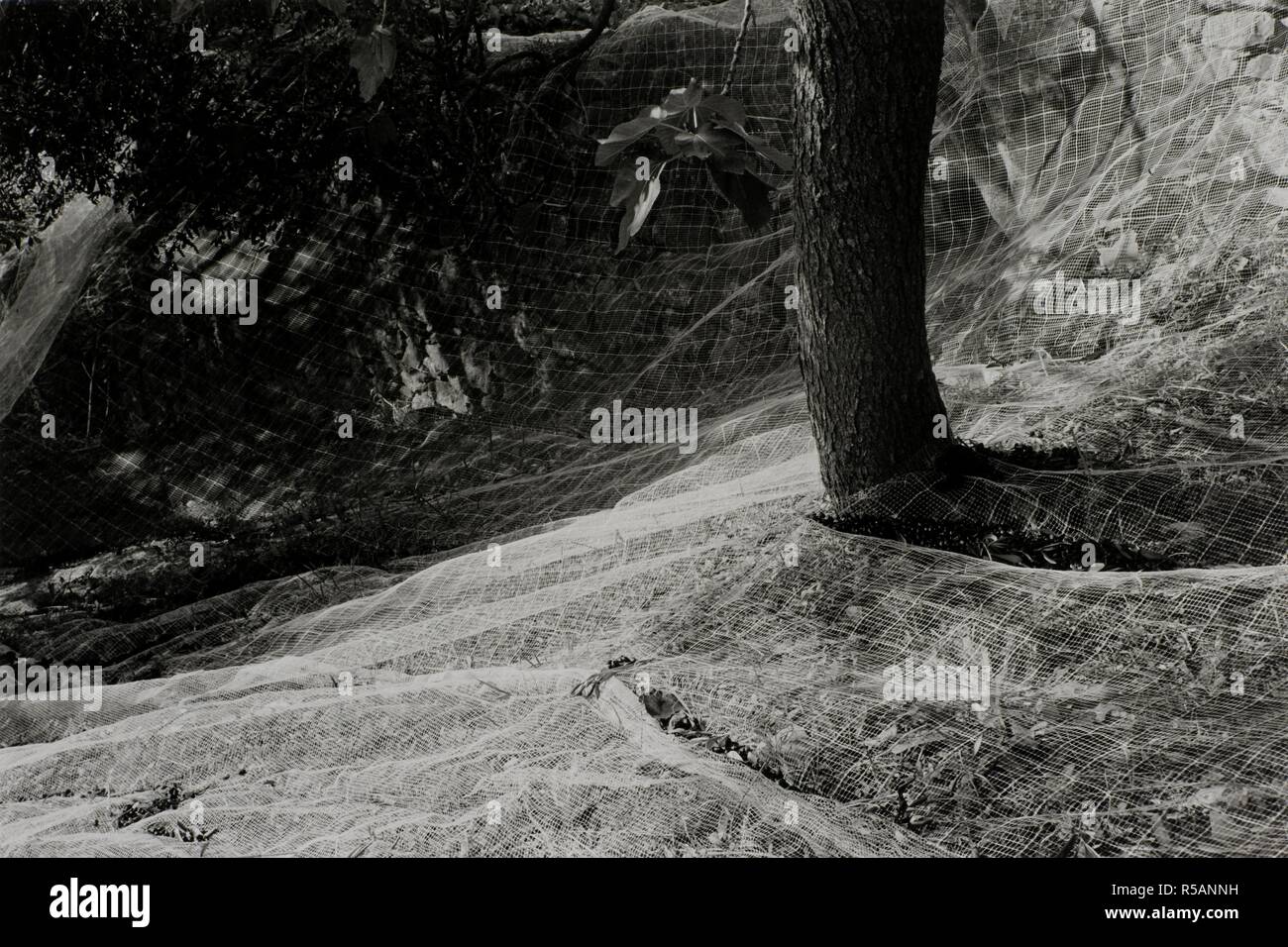 Tree growing in landscape covered in netting. Monochrome. Source ...