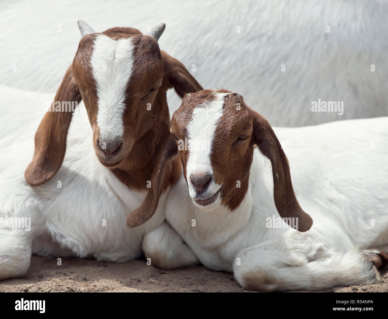 Two Young Goats Stock Photo - Alamy