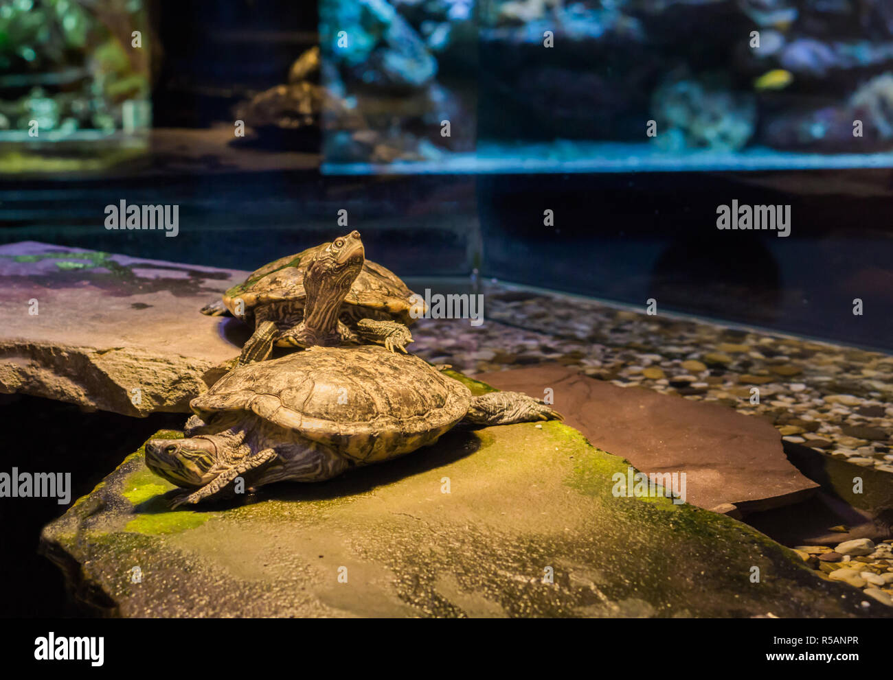 cumberland slider turtle standing on another turtle and looking around ...